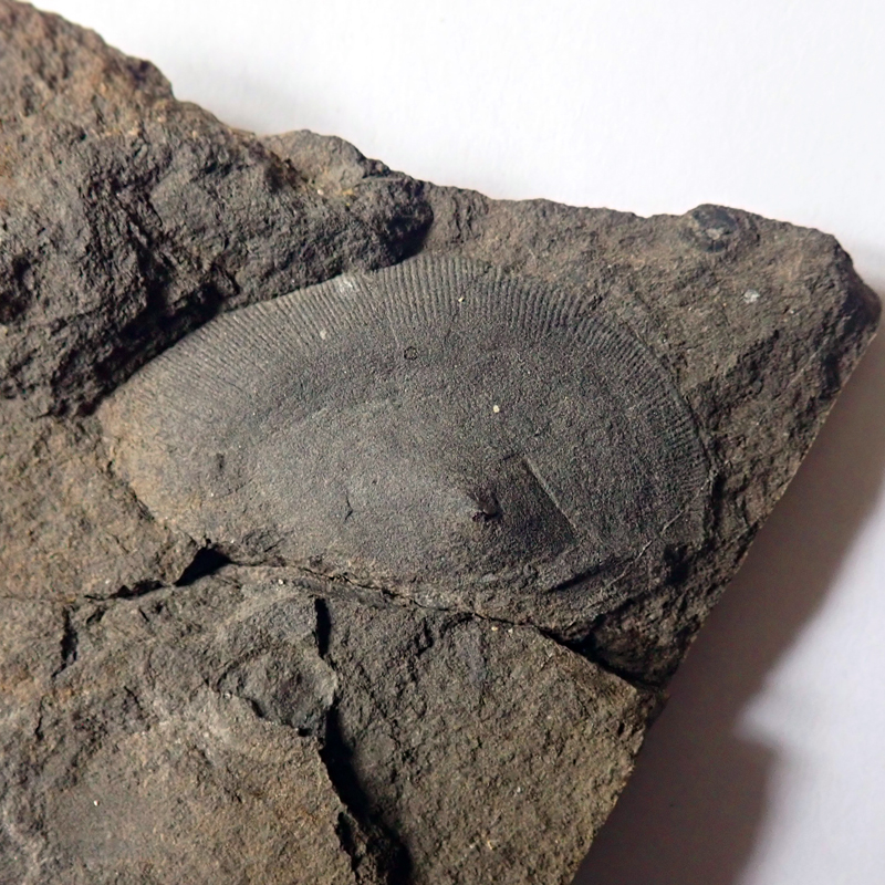 fossil-alma-devon-biv